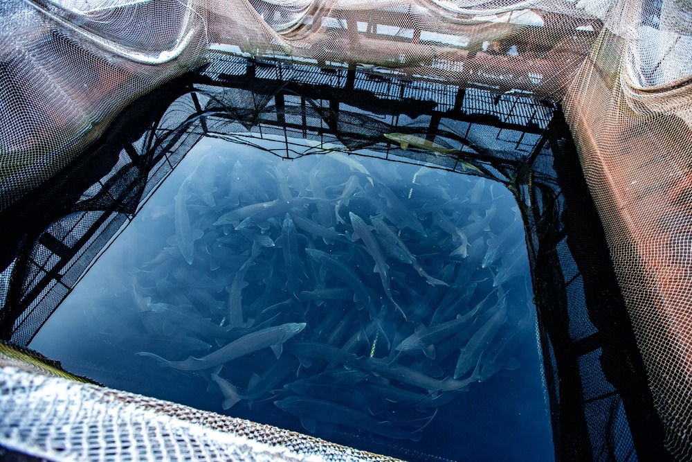 Criação de Peixes: Tudo que você precisa saber sobre a piscicultura ...